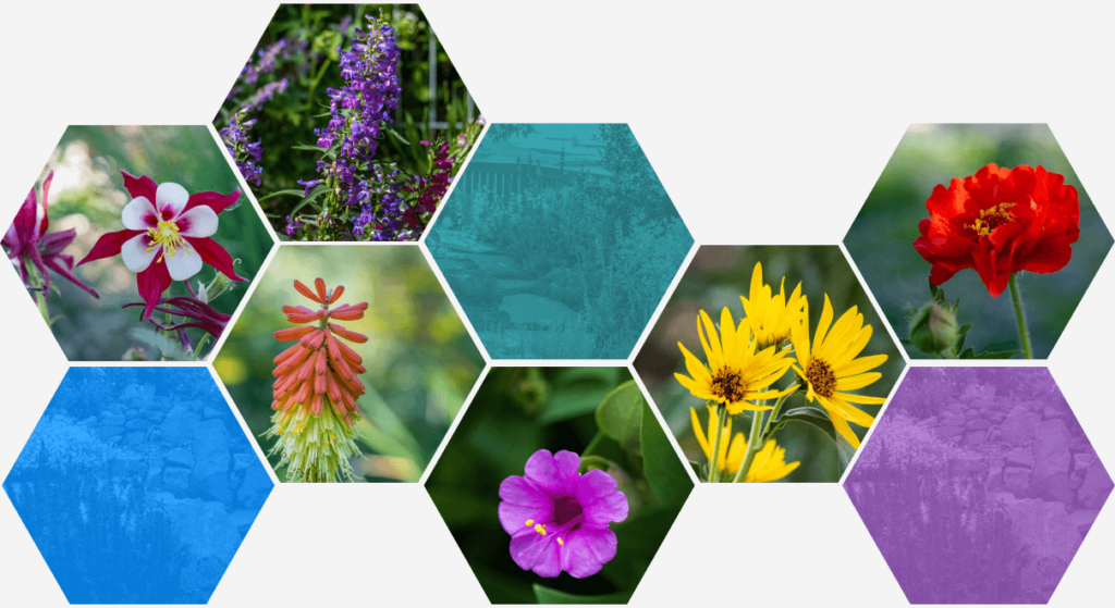 Start Your Waterwise Yard - Lawn Removal & Native Plants Guide