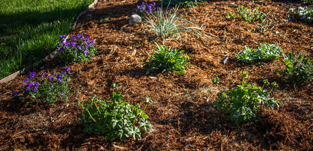 Playing in the Dirt - Soil Prep & Planting for Eco Friendly Yards